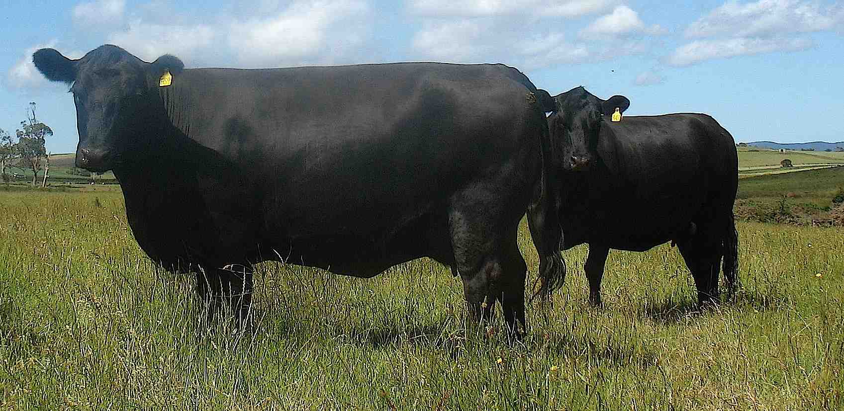 Photos of the Cow Herd – Dunlop Park Angus Stud